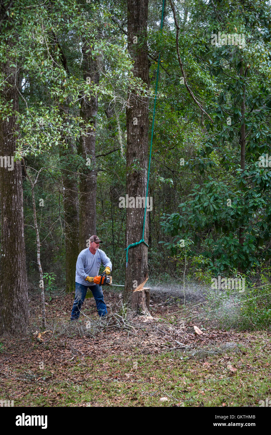 Man using chainsaw to fell a tall tree in North Central Florida Stock ...