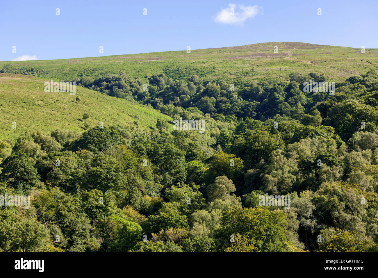Evening sunlight on Dunkery Beacon, at 510 metres the highest point on ...