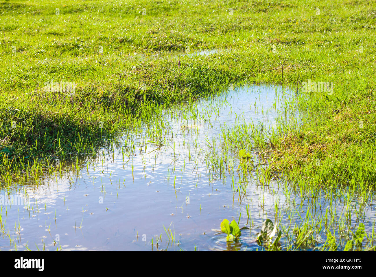 Path park grass puddle hi-res stock photography and images - Alamy