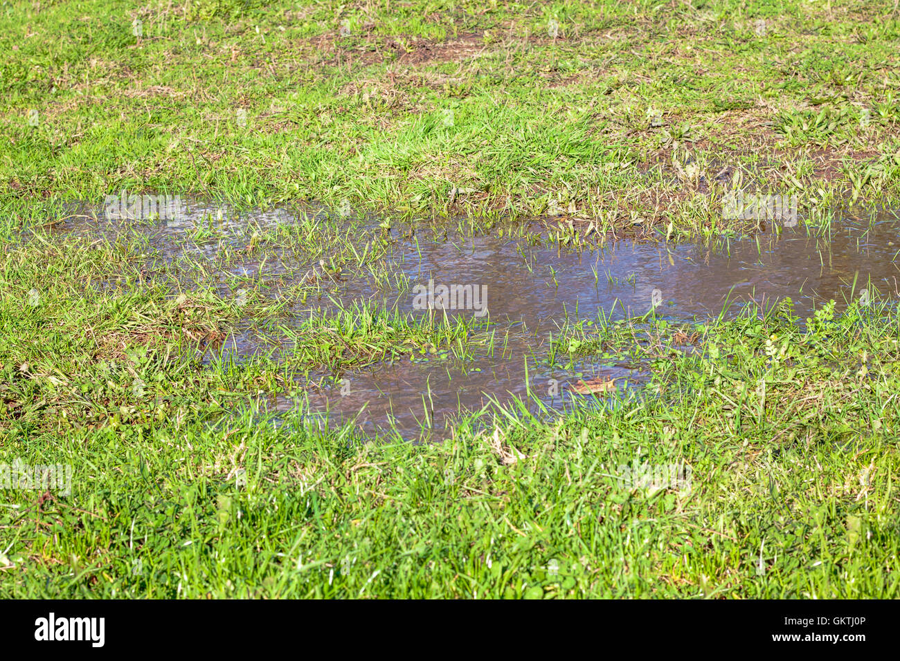 View of a Grass and Puddle Stock Photo - Alamy
