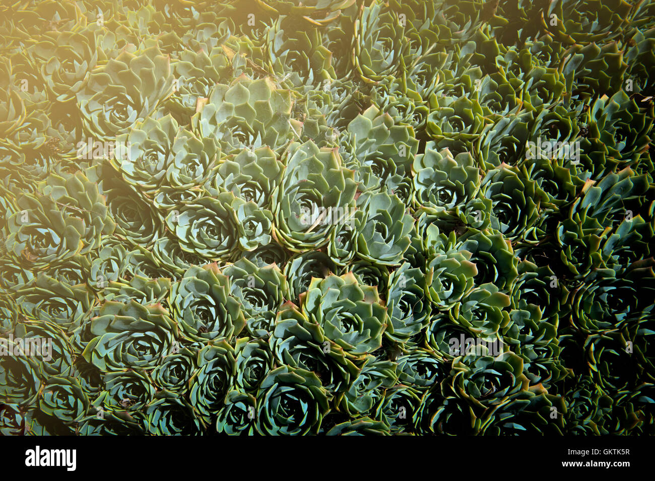 Echeveria elegans is a succulent evergreen perennial with tight ...