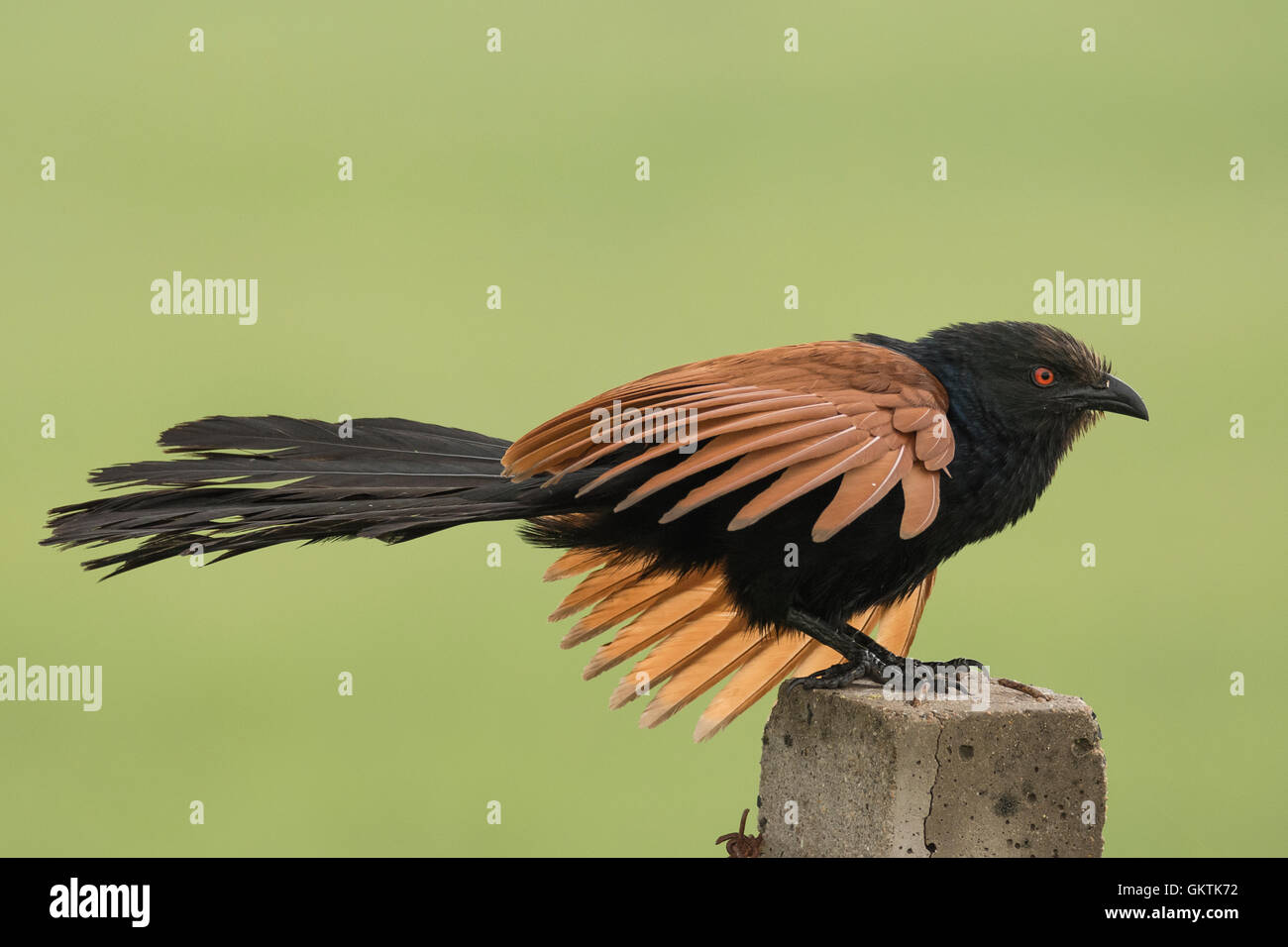 Greater coucal or Crow pheasant (Centropus sinensis Stock Photo - Alamy