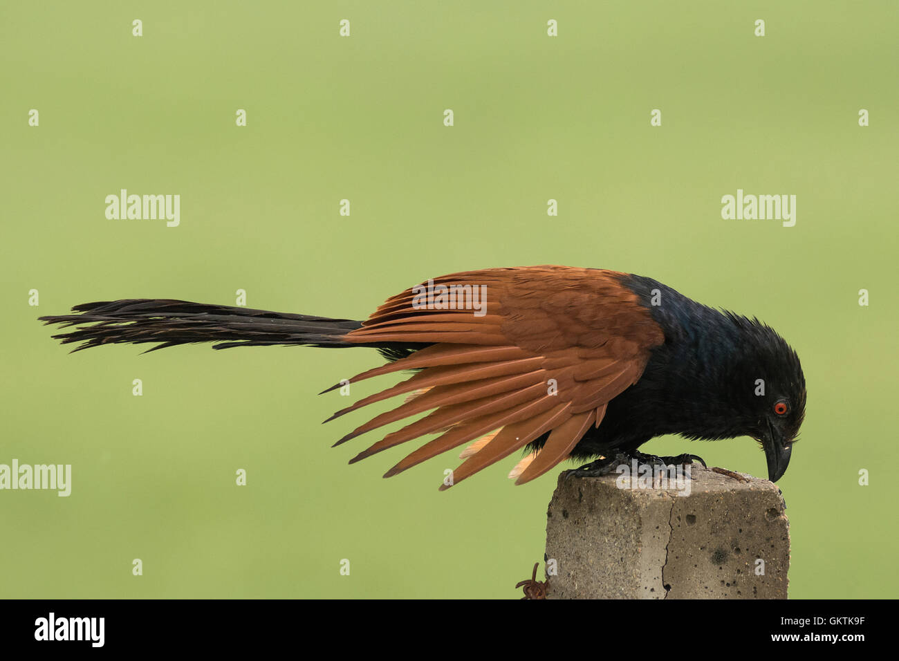 Greater Coucal High Resolution Stock Photography and Images - Alamy