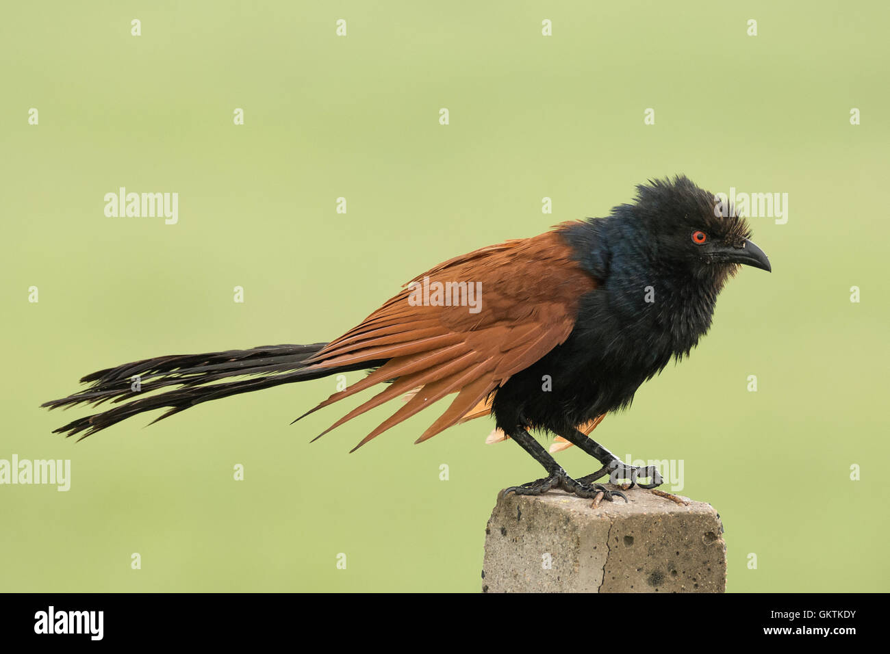 Greater coucal or Crow pheasant (Centropus sinensis Stock Photo - Alamy