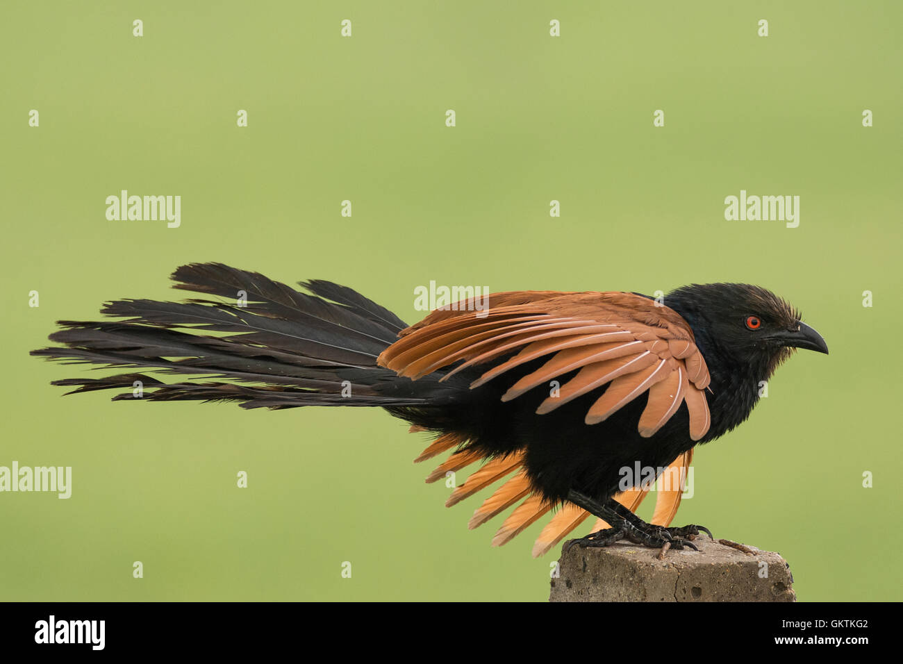 Greater coucal or Crow pheasant (Centropus sinensis Stock Photo - Alamy