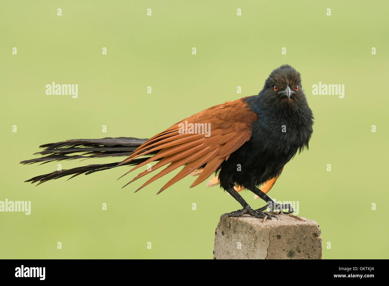 Greater coucal or Crow pheasant (Centropus sinensis Stock Photo - Alamy