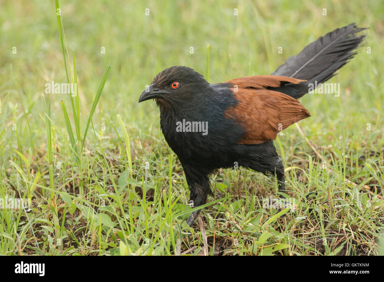 Greater coucal or Crow pheasant (Centropus sinensis Stock Photo - Alamy