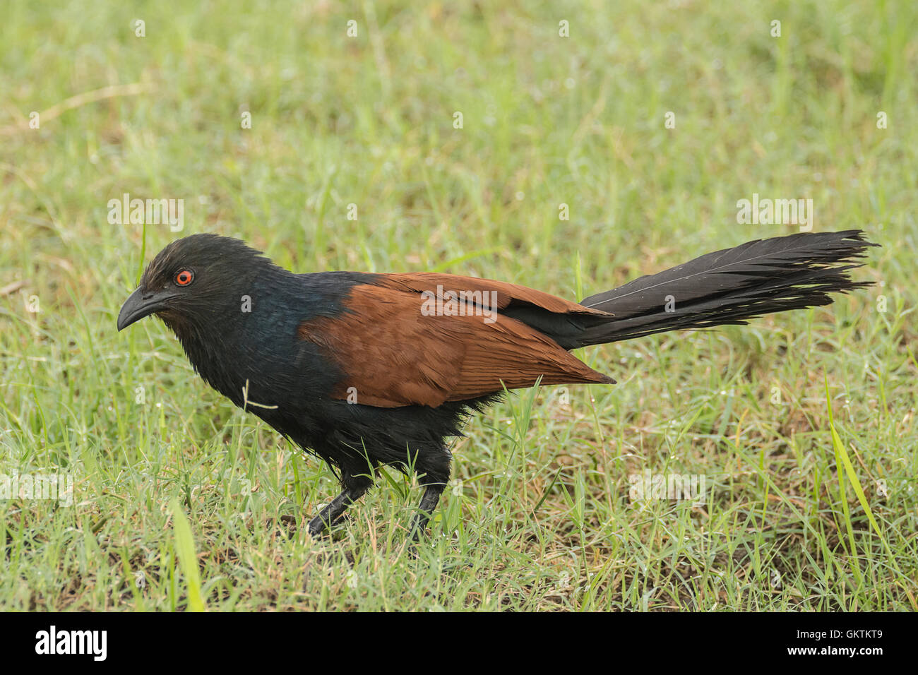 Greater coucal or Crow pheasant (Centropus sinensis Stock Photo - Alamy