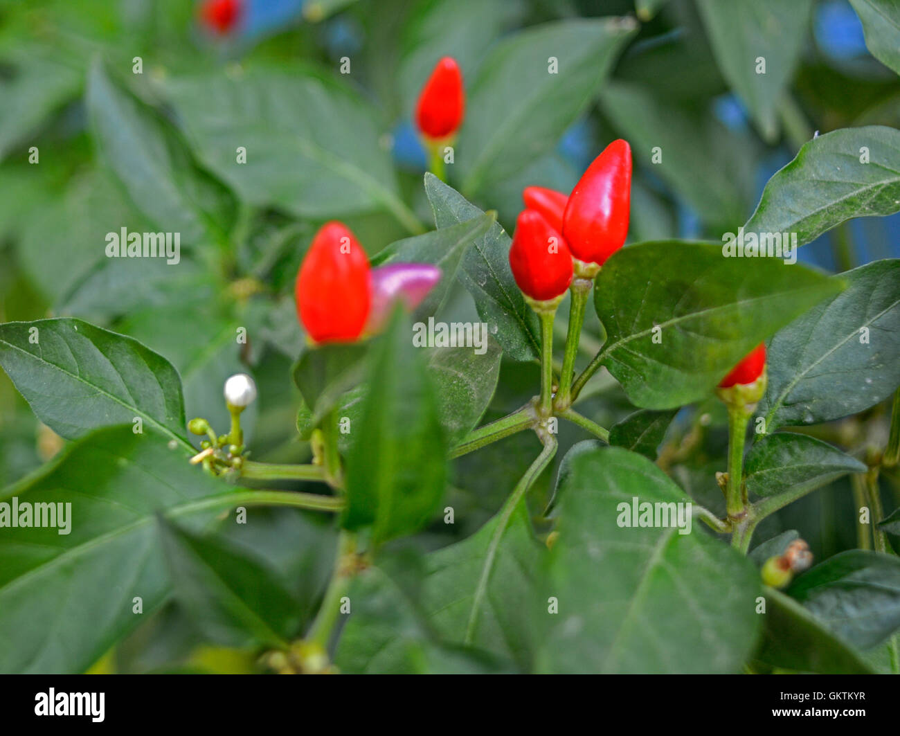 Ornamental red pepper plant hi-res stock photography and images - Alamy