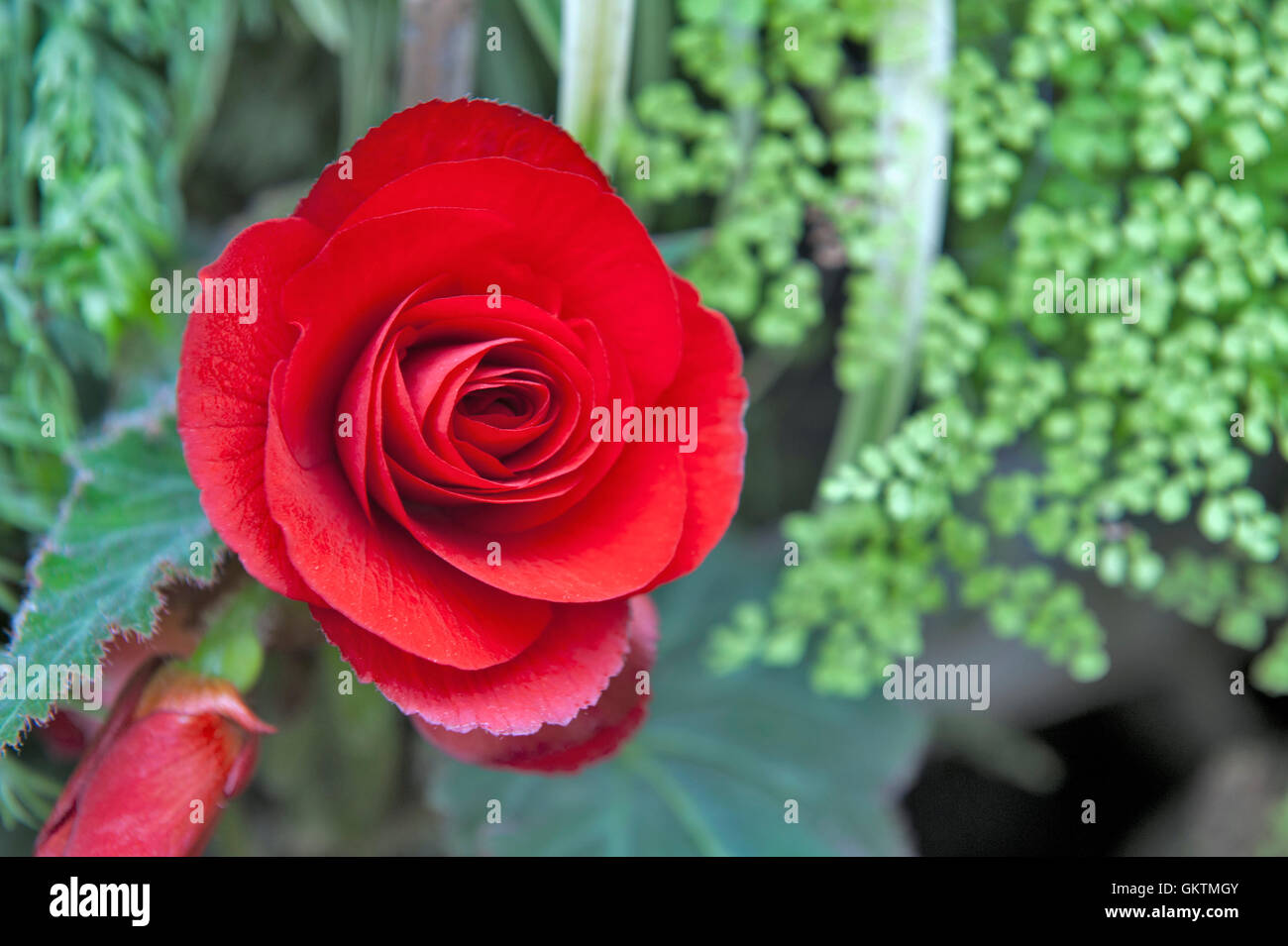 Red rose in the garden Stock Photo - Alamy