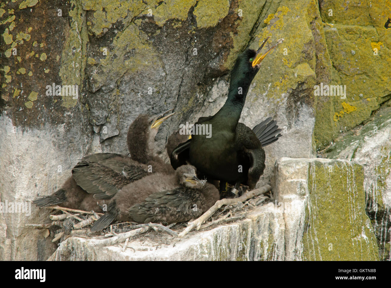 Adult Shag with juveniles on the nest on a cliff-face on the Farne ...
