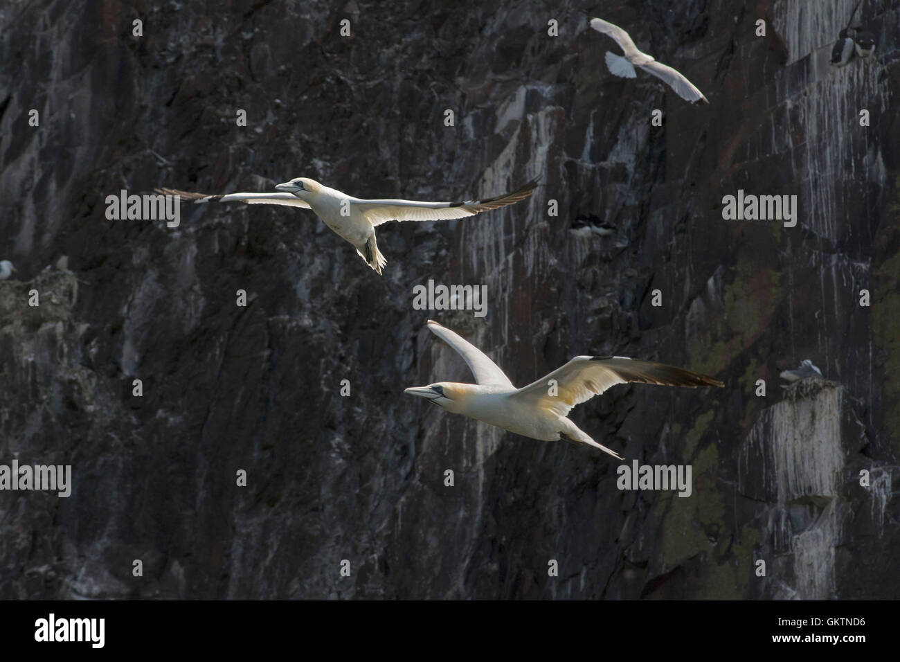 Single Gannet flying passed Bass Rock, Scotland Stock Photo - Alamy
