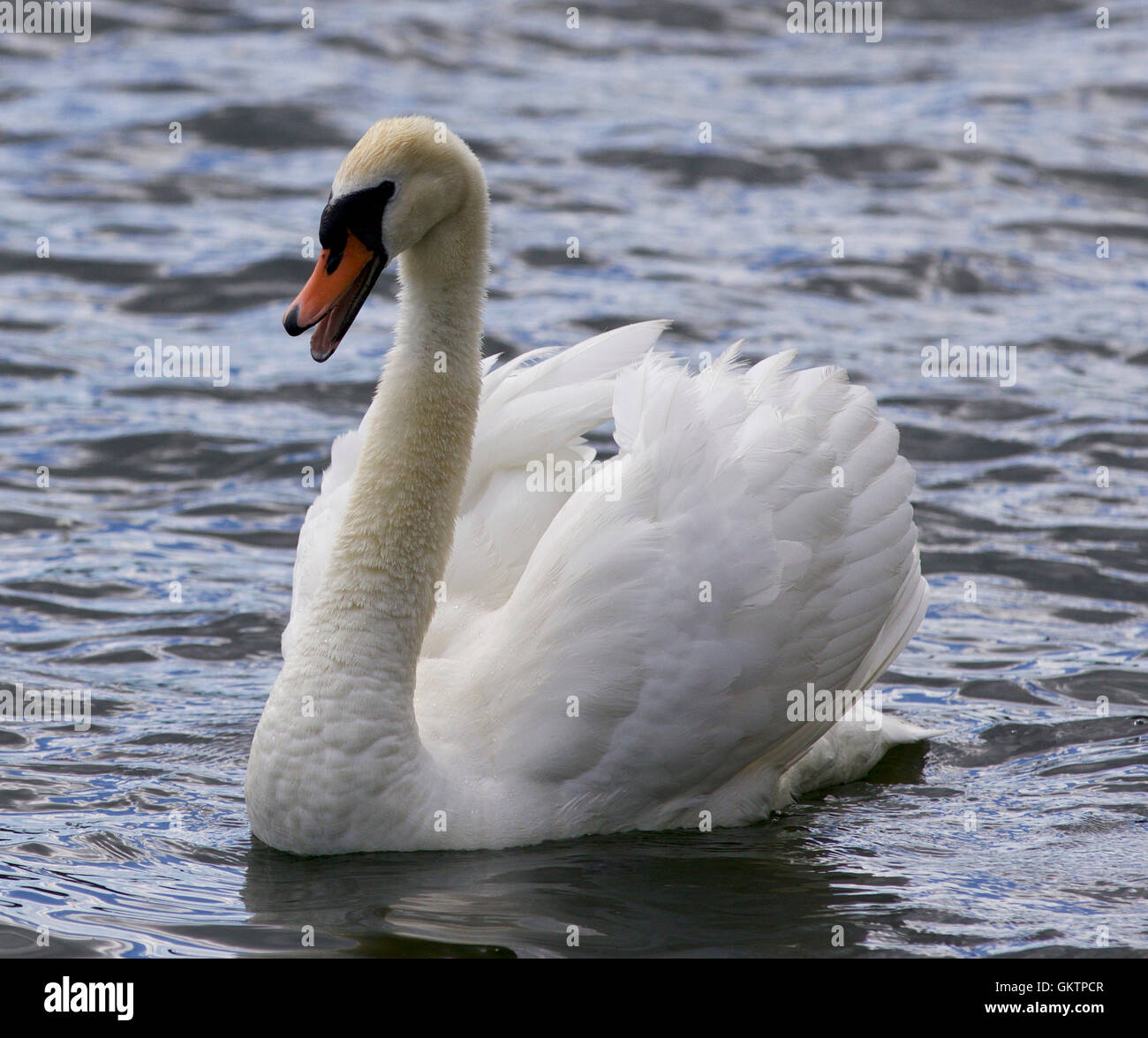 Super screaming wings hi-res stock photography and images - Alamy