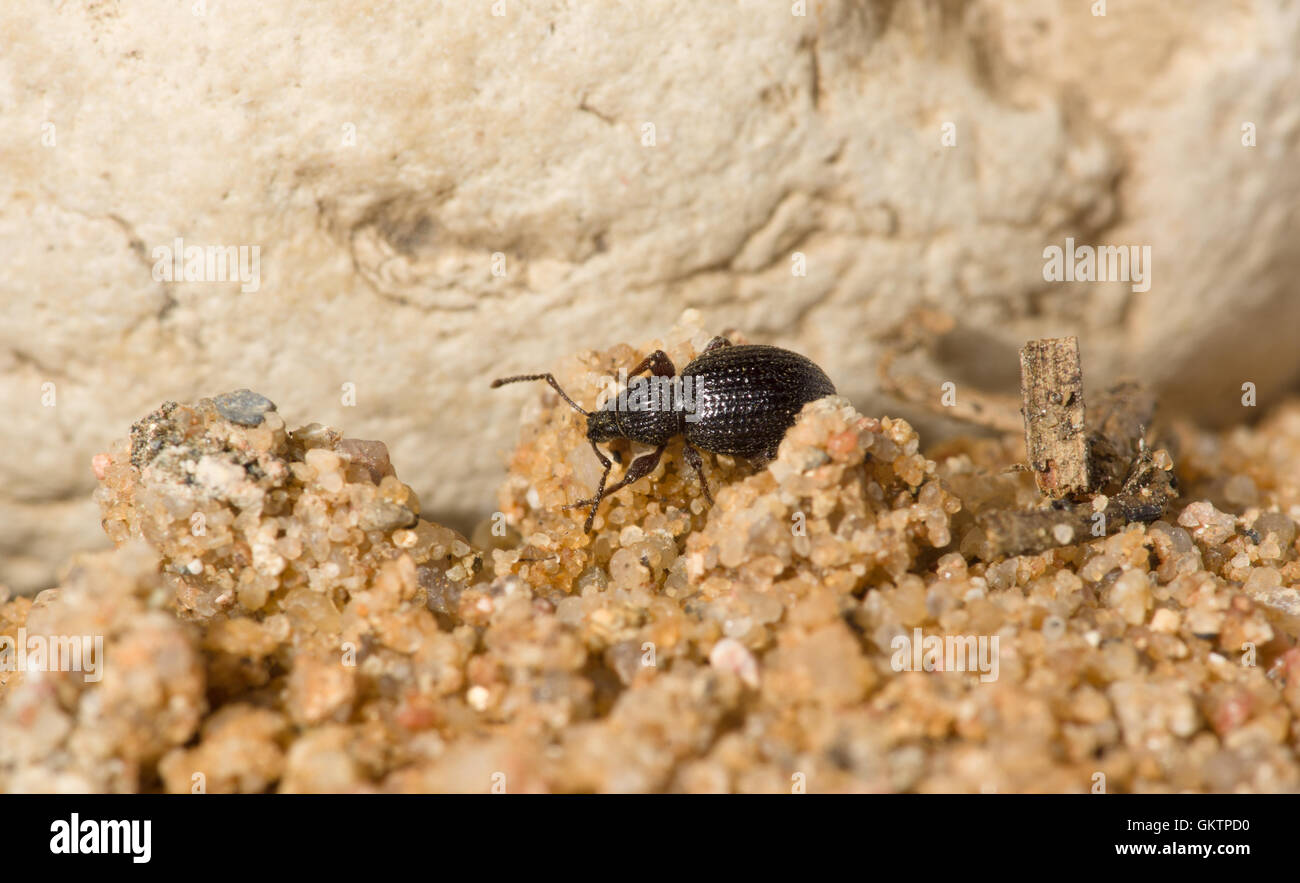 Beetle foot hi-res stock photography and images - Alamy