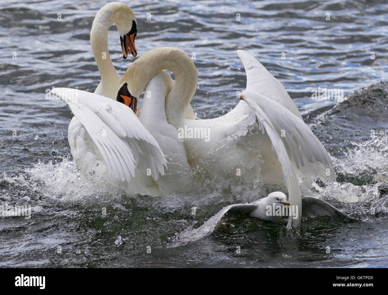 Fight close up between hi-res stock photography and images - Alamy