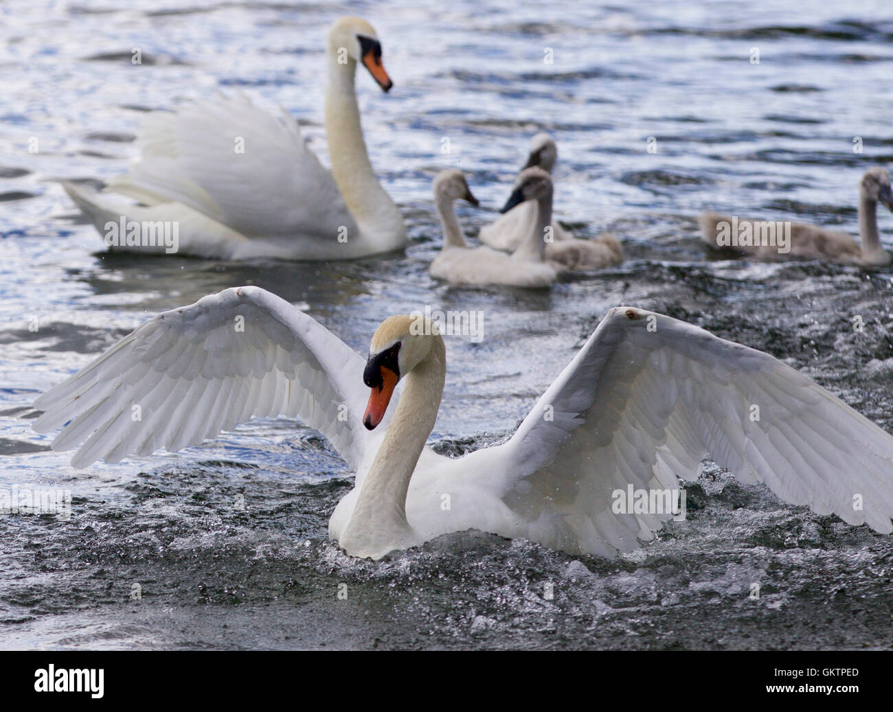 Rare beautiful interesting birds hi-res stock photography and images ...