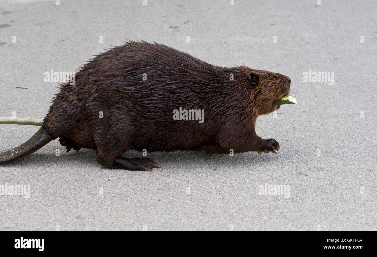 Beautiful picture with a North American beaver walking somewhere with a ...