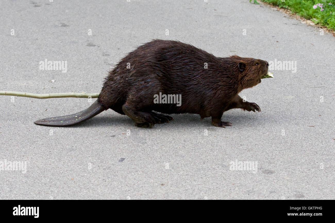 Isolated photo of the Canadian beaver walking across the road Stock ...