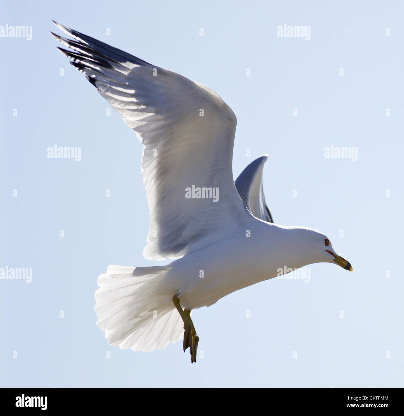 Beautiful isolated image of a flying gull Stock Photo - Alamy