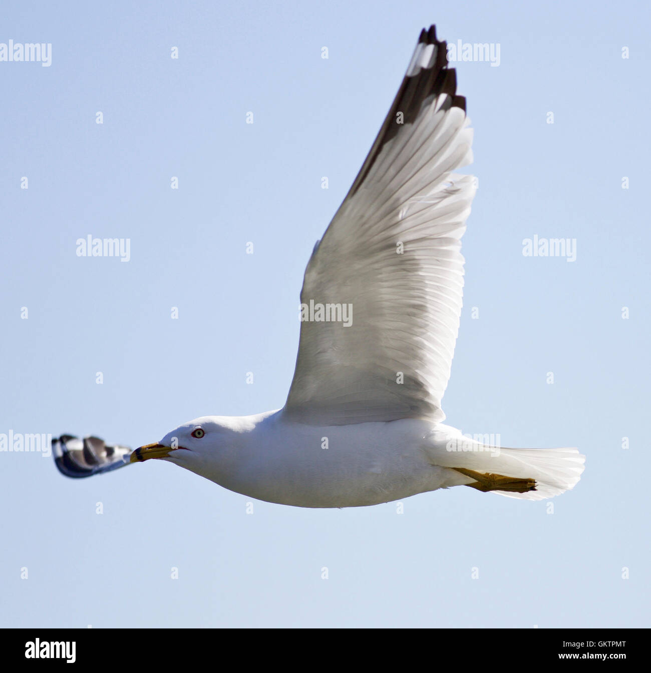 Beautiful isolated image of a flying gull in the sky Stock Photo - Alamy