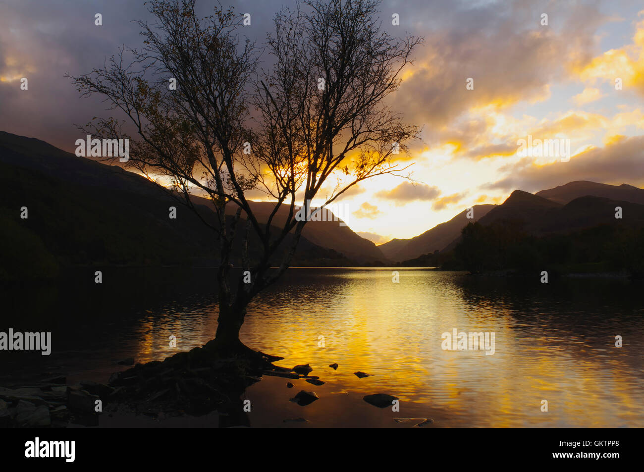 Snowdonia tree hi-res stock photography and images - Alamy