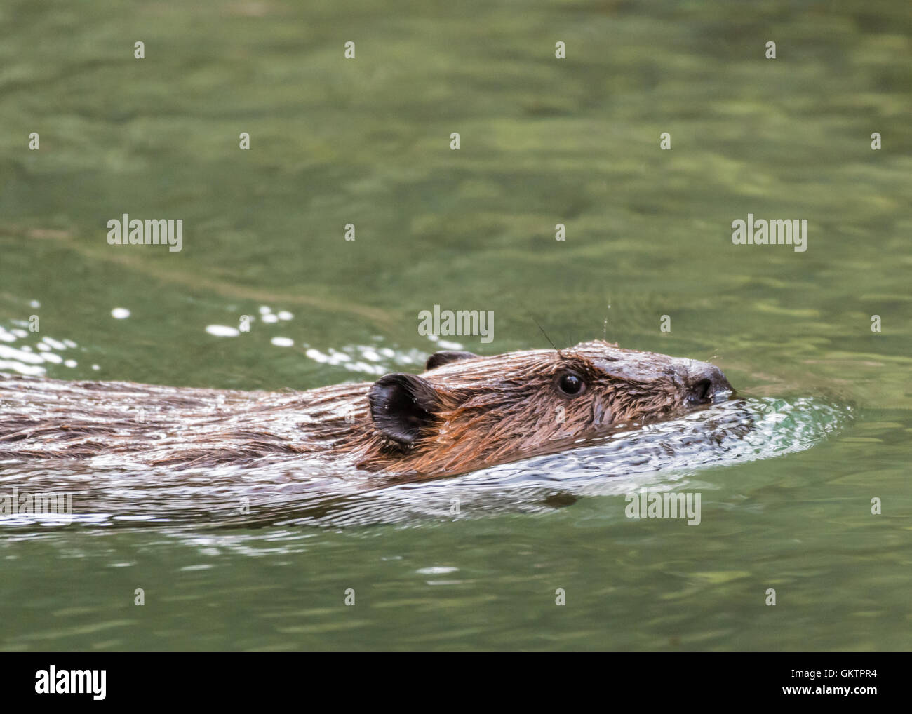 Beaver Face Stock Photos & Beaver Face Stock Images - Alamy
