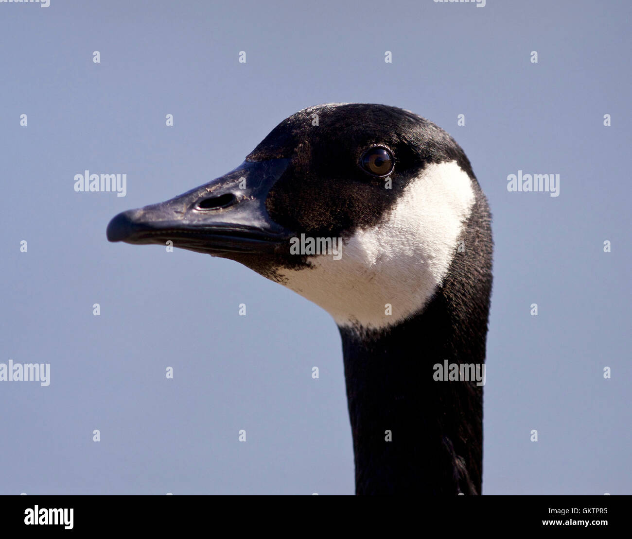 Isolated photo of a cute Canada goose Stock Photo - Alamy