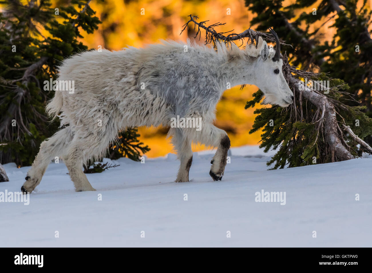 Snow white mountain goat hi-res stock photography and images - Alamy