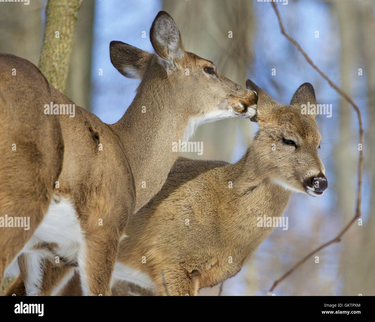Deer love hi-res stock photography and images - Alamy
