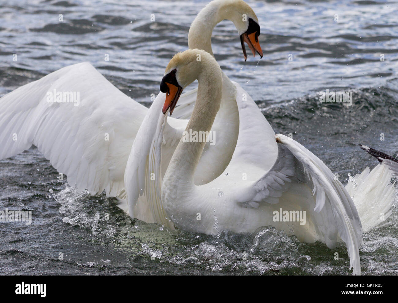 Amazing expressive photo of the fighting swans Stock Photo - Alamy