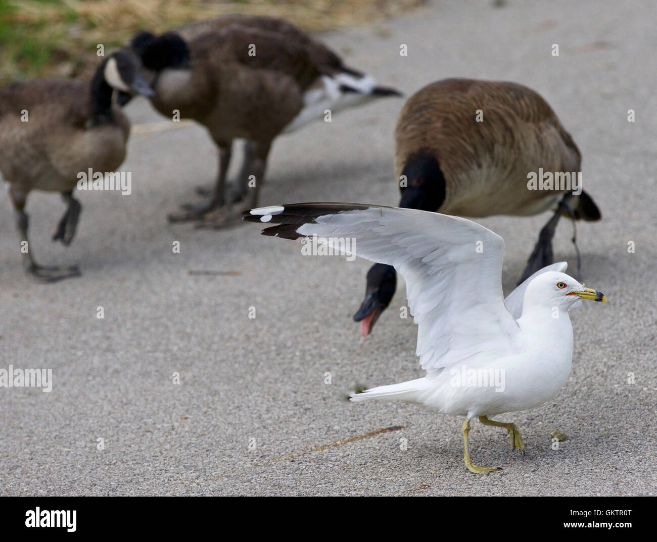 Funny photo of a gull jumping away from the angry Canada geese Stock ...