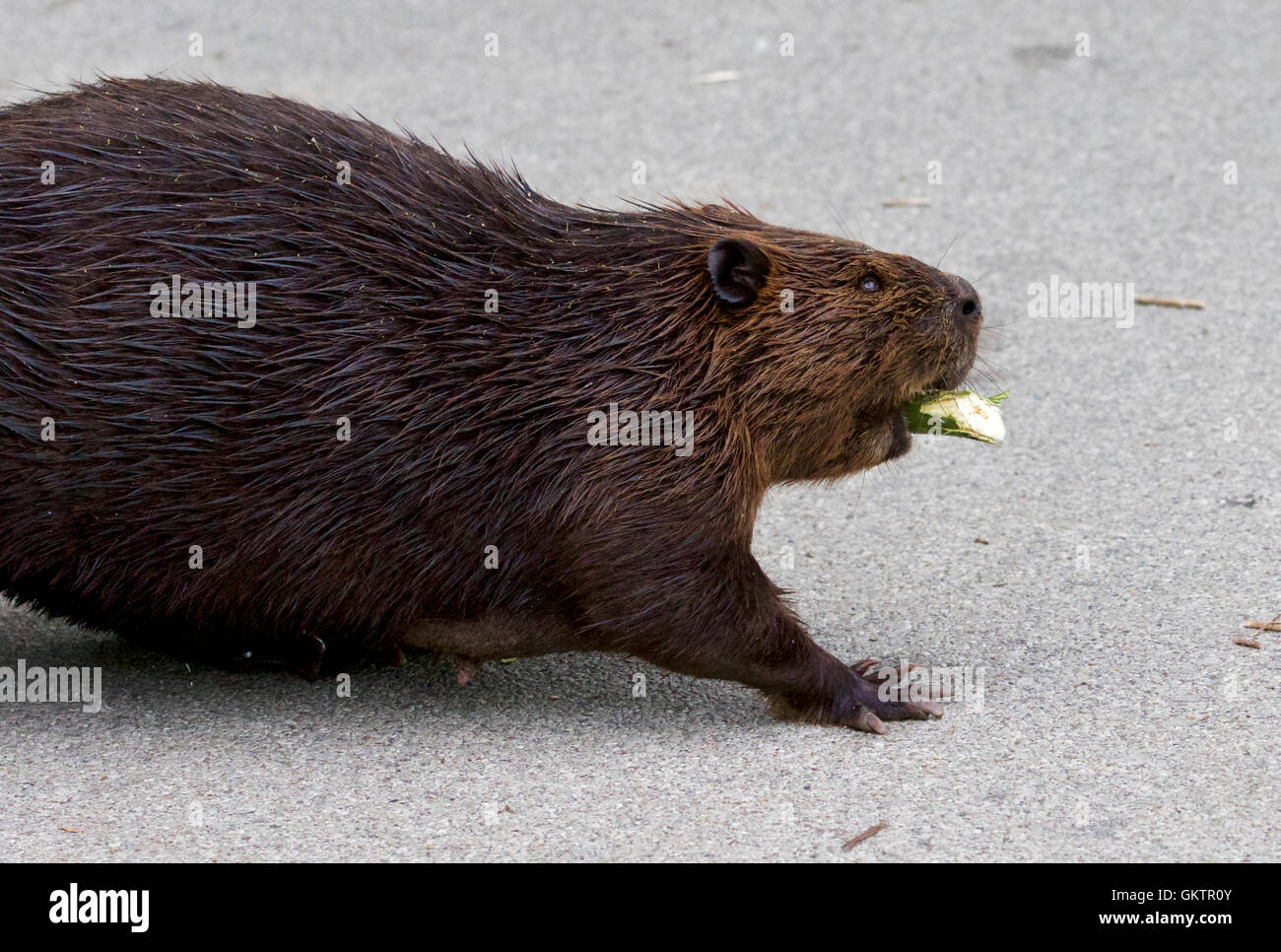 Isolated close image with a Canadian beaver Stock Photo - Alamy