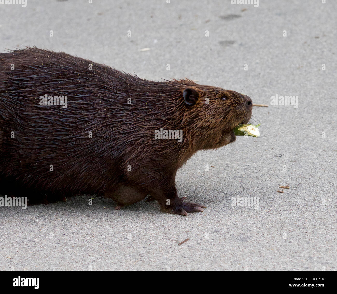 Isolated close photo of the Canadian beaver on the road Stock Photo - Alamy