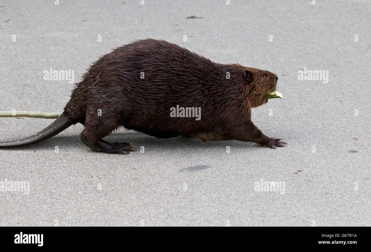 Beautiful photo of a North American beaver in front of the grass Stock ...