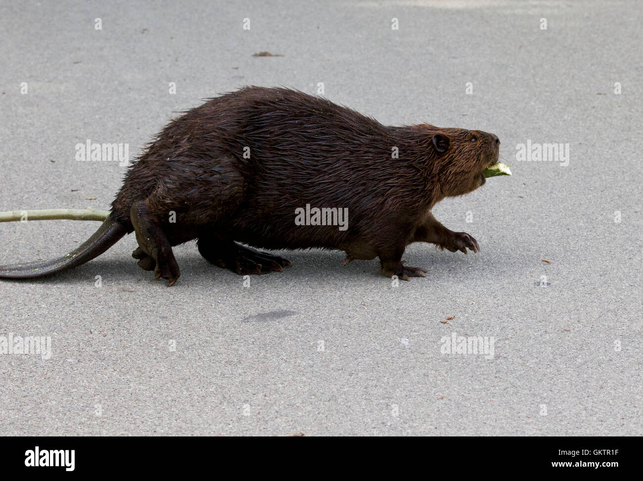 Isolated photo of the strong Canadian beaver walking Stock Photo - Alamy
