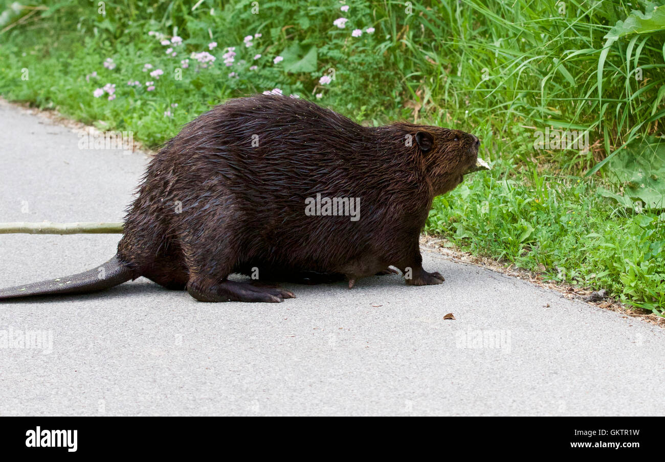 Detailed closeup of a funny North American beaver in front of the grass ...