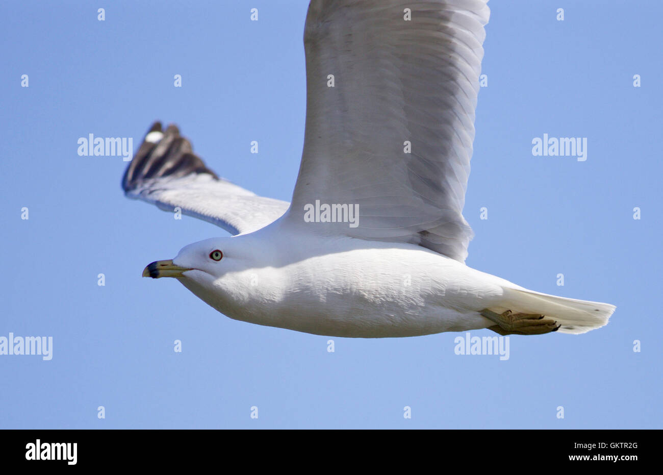 Beautiful isolated picture with a flying gull Stock Photo - Alamy