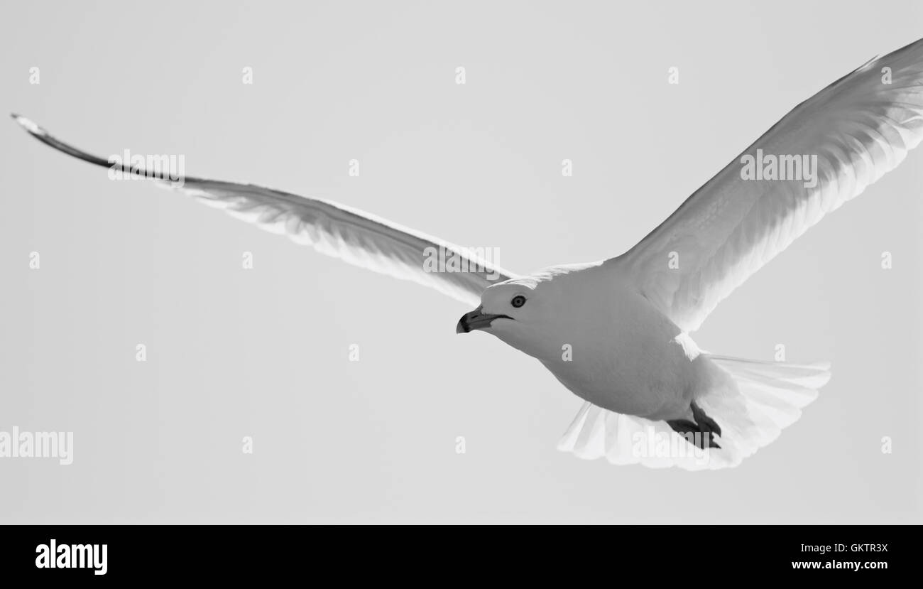Beautiful black and white background with a flying gull Stock Photo - Alamy