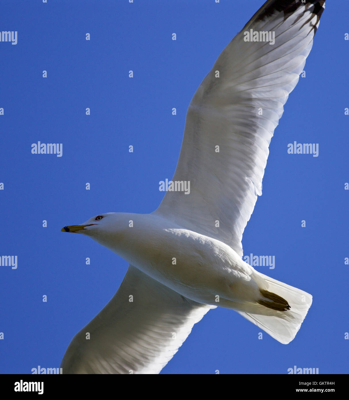 Beautiful isolated image with a flying gull Stock Photo - Alamy