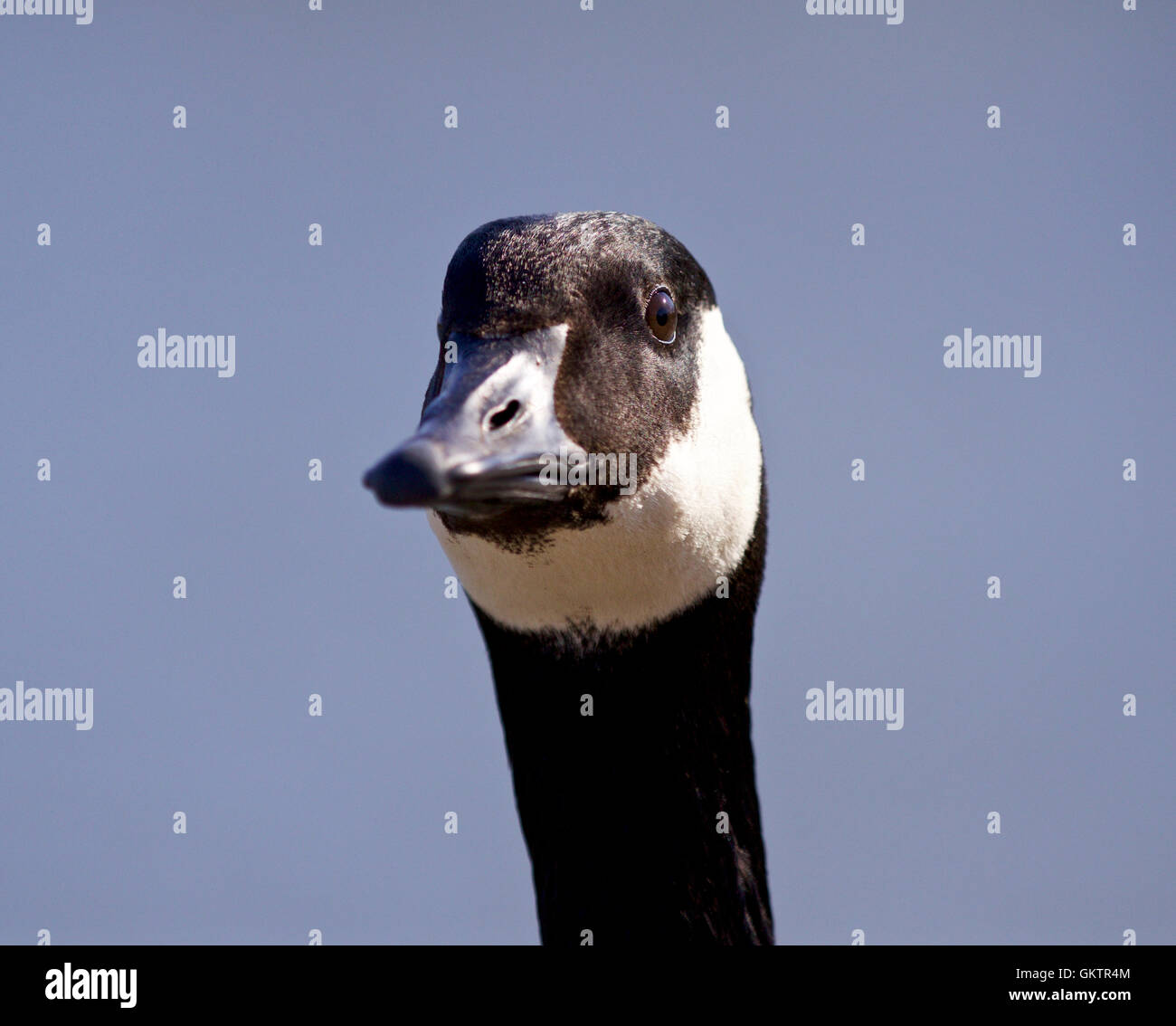 Funny goose hi-res stock photography and images - Alamy