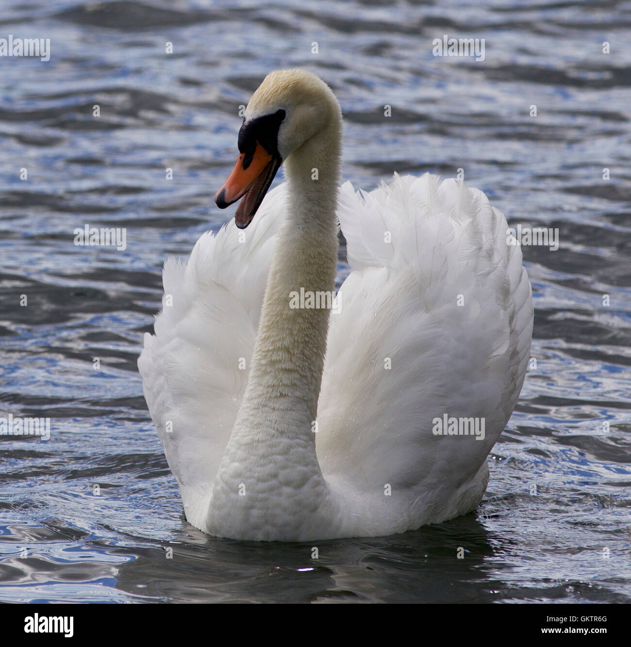 Beautiful photo of a screaming swan Stock Photo - Alamy