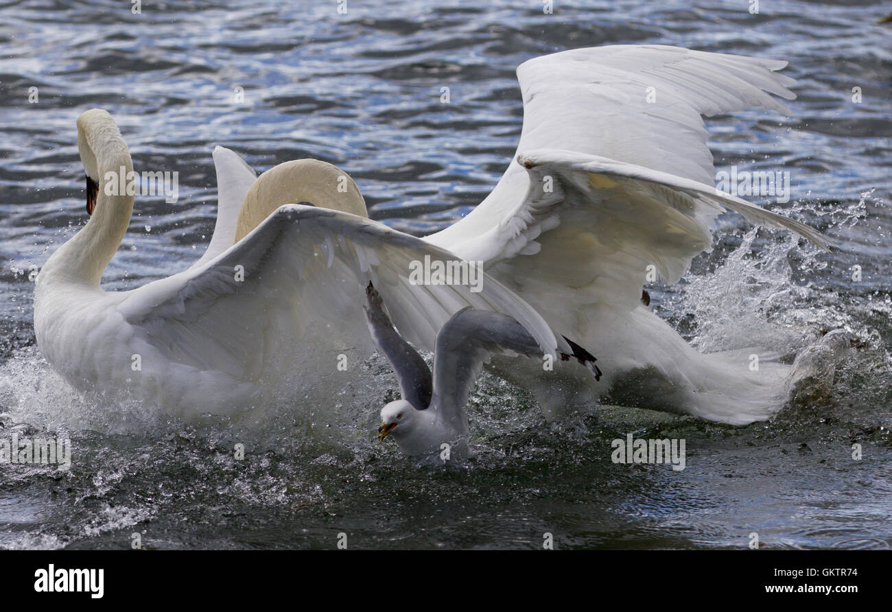 Amazing expressive image with the fighting swans Stock Photo - Alamy
