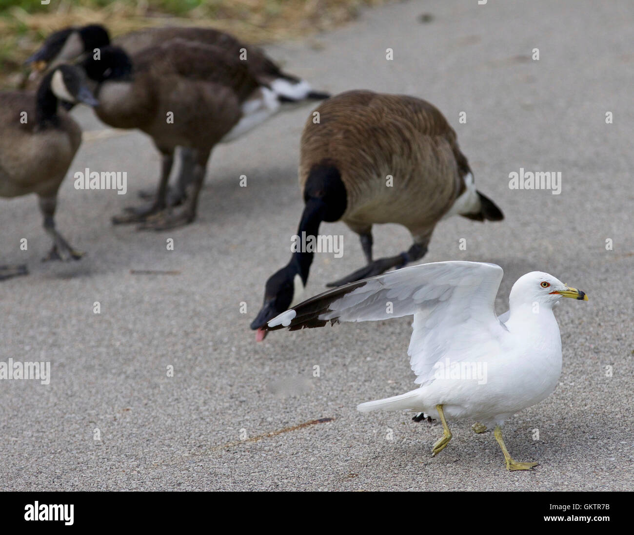 Funny image with a gull running away from the angry Canada geese Stock ...