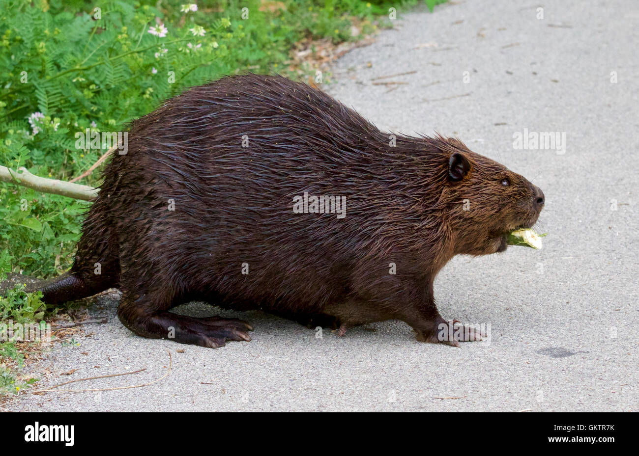 Canadian image hi-res stock photography and images - Alamy