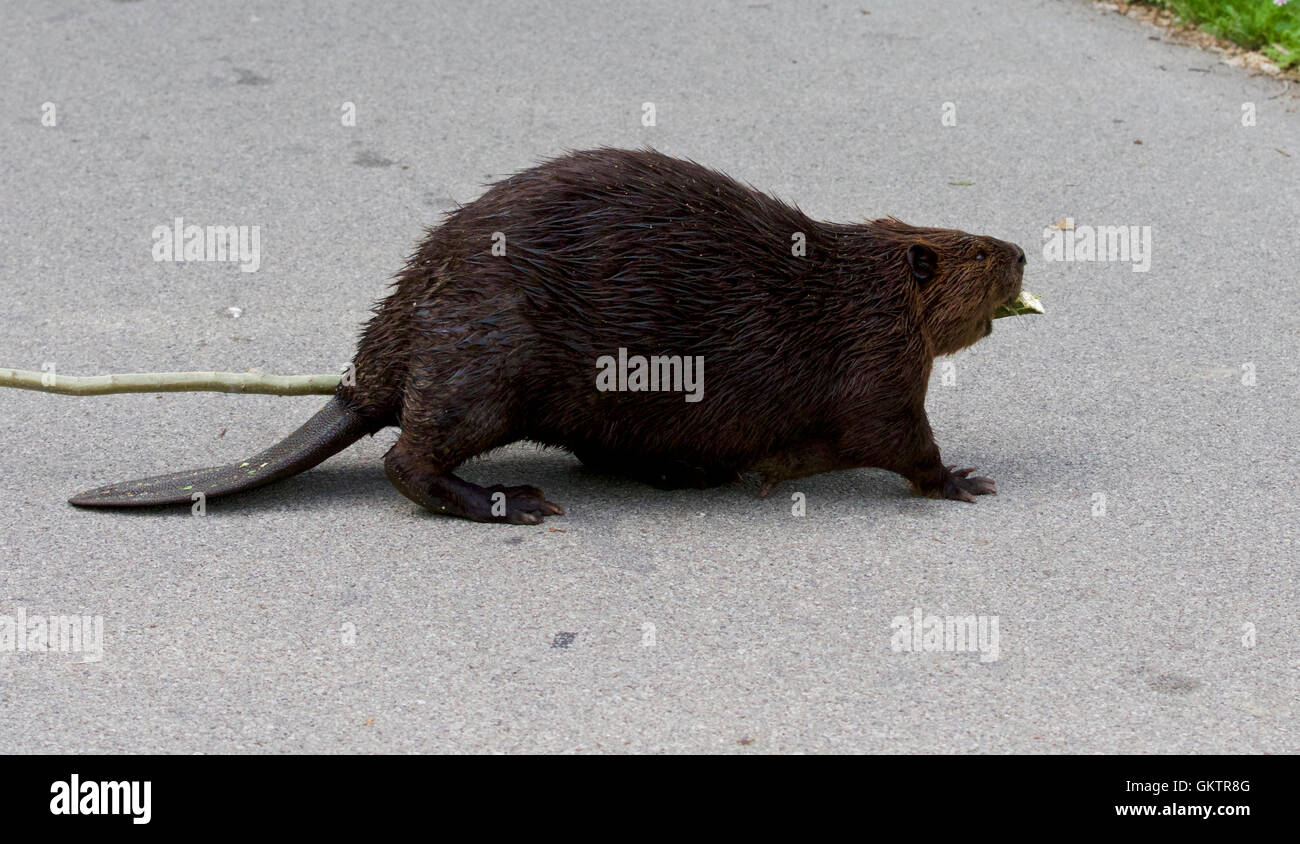 Beautiful photo of a North American beaver on the road Stock Photo - Alamy