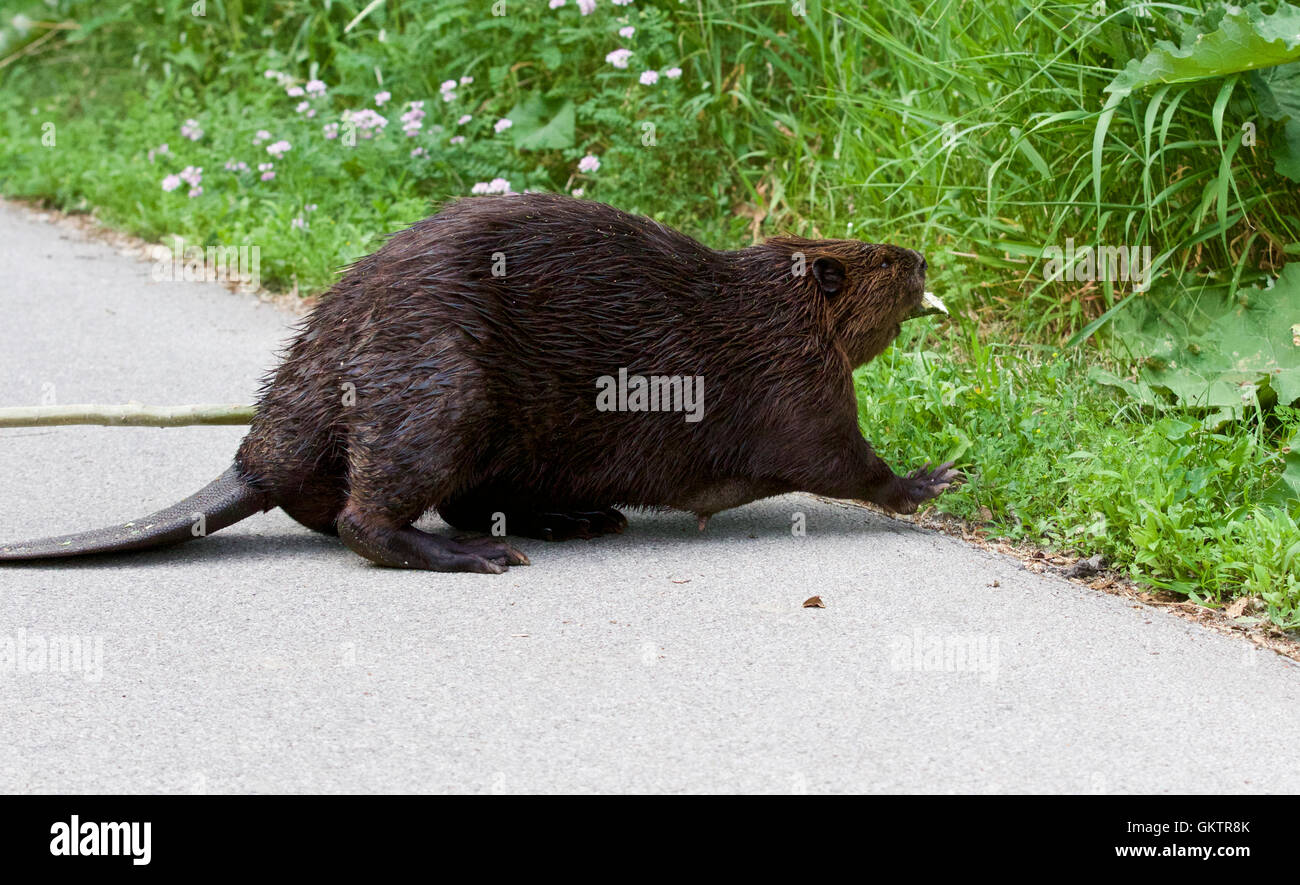 Isolated photo of the Canadian beaver Stock Photo - Alamy
