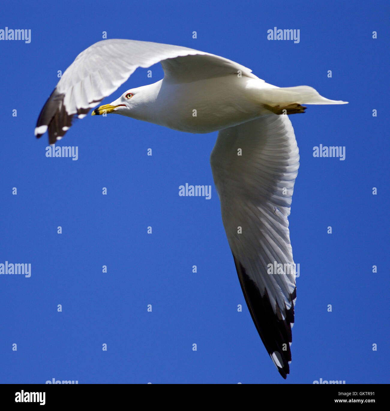 Beautiful isolated image of a flying gull in the blue sky Stock Photo ...