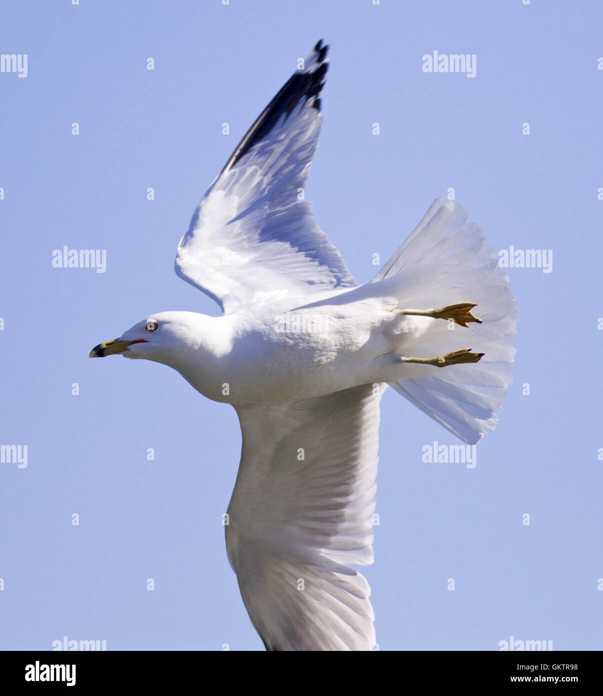 Expressive fast turn of a gull Stock Photo - Alamy