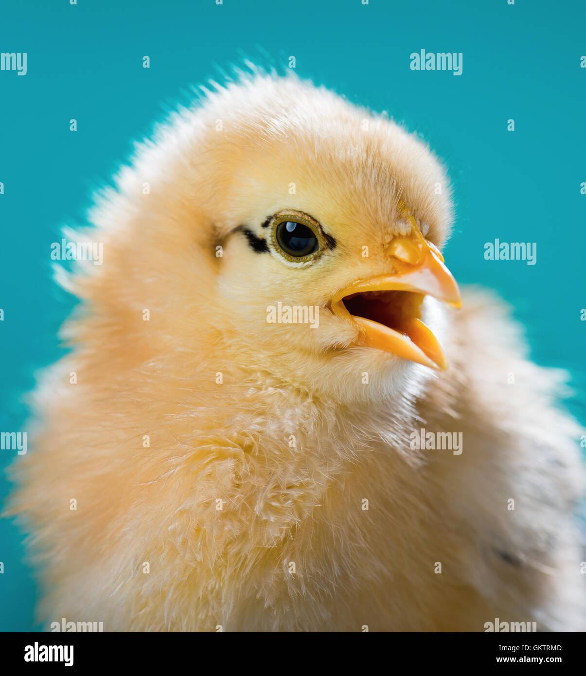 Cute little newborn chicken Stock Photo - Alamy