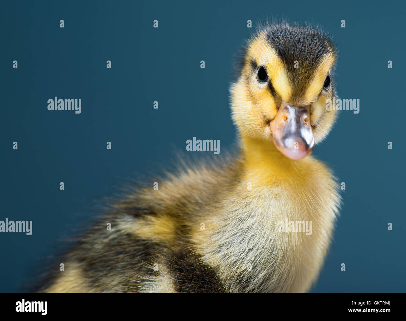 Cute little newborn duckling Stock Photo - Alamy